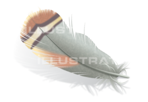 red partridge-feather - Illustratof